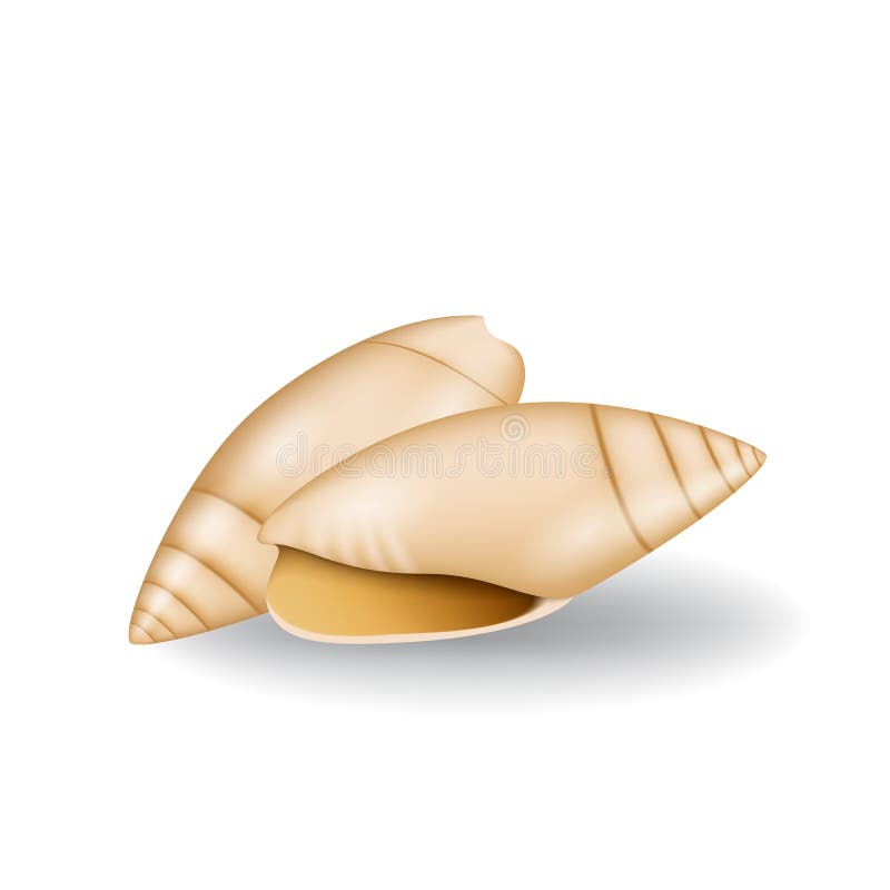 Realistic Vector Seashell stock illustration. Illustration of ...