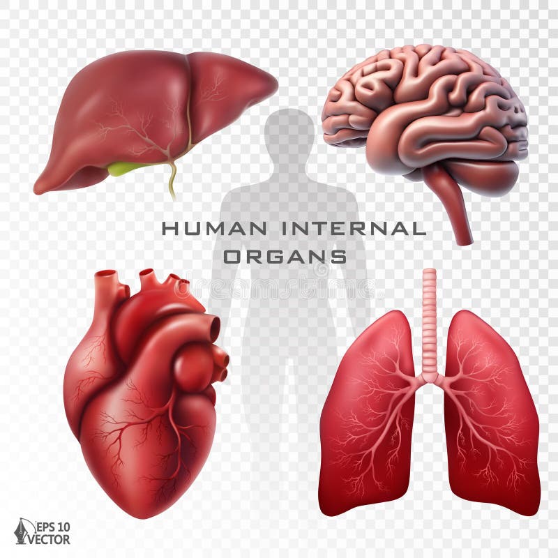 Realistic Vector Set of Human Internal Organs. Anatomically Correct ...