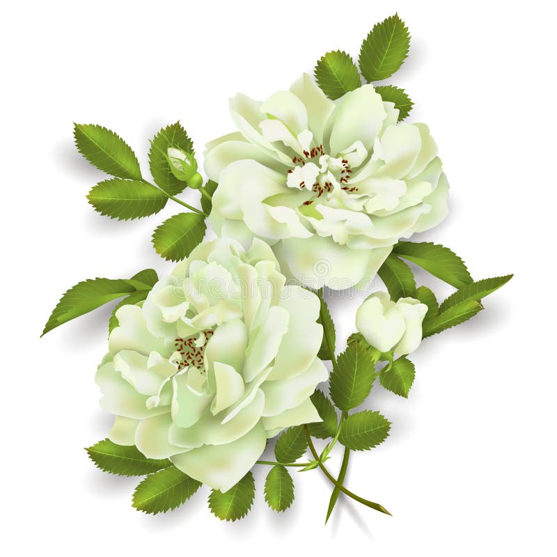 Realistic Vector Pink Rose. 3d Roses Stock Vector - Illustration of ...