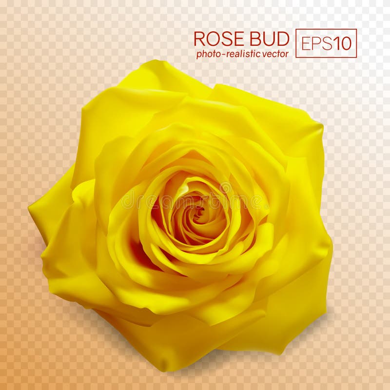 Realistic Vector Yellow Rose on Transparent Background Stock Vector ...