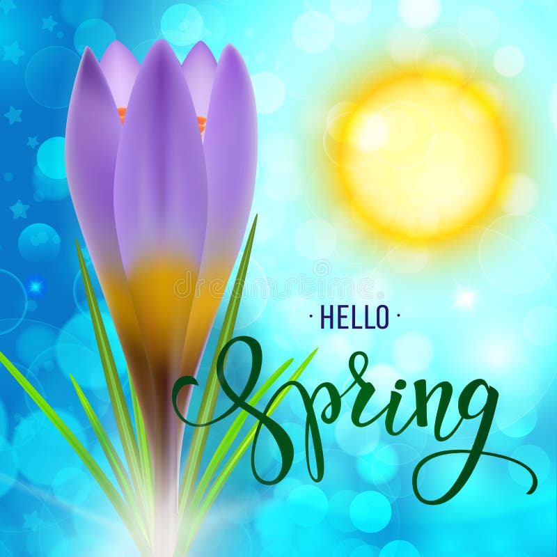 Realistic Violet Crocus on a Sunlight Background Stock Vector ...