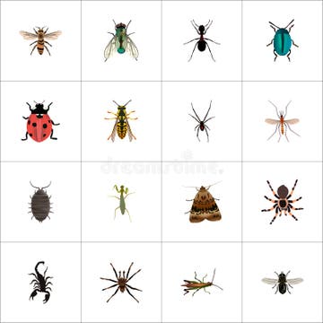Bug Realistic Stock Illustrations – 10,266 Bug Realistic Stock ...