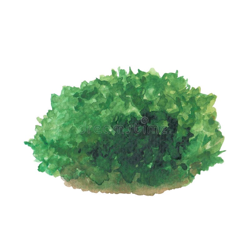 Realistic Watercolor Moss Piece Isolated on a White Background Stock ...