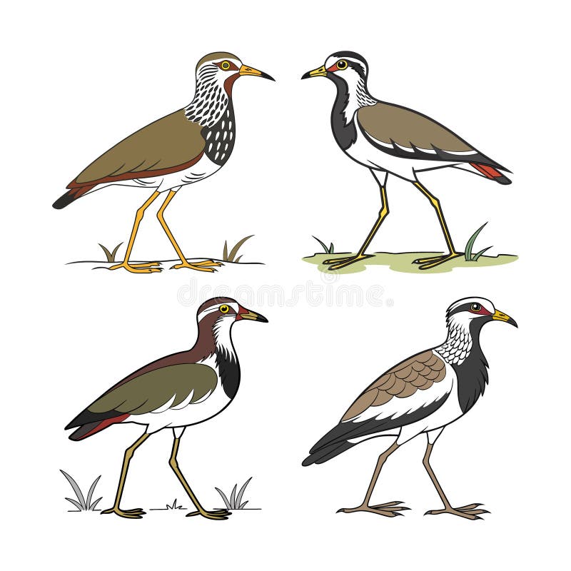 Realistic Wattled Lapwing Bird Illustration Stock Vector - Illustration ...