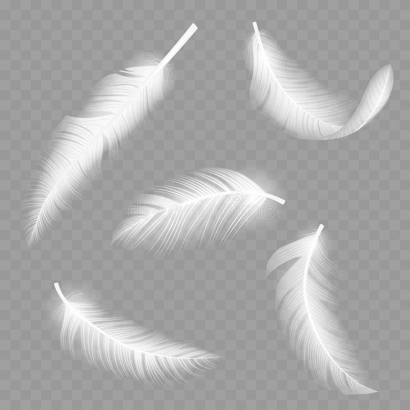 Realistic White Feather Collection Isolated on Transparent Background ...