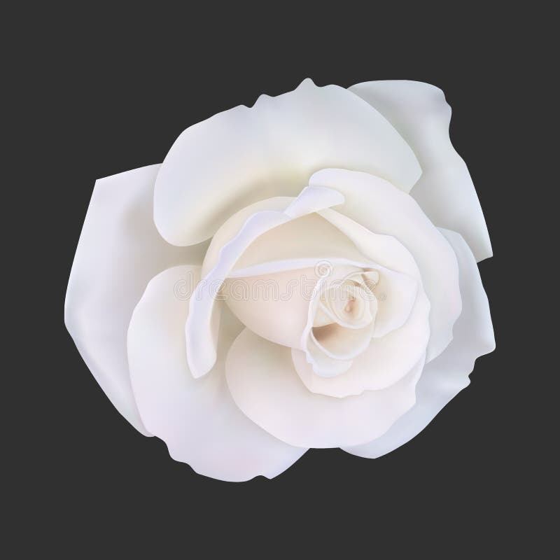 Realistic White Rose, Vector Illustration Stock Vector - Illustration ...