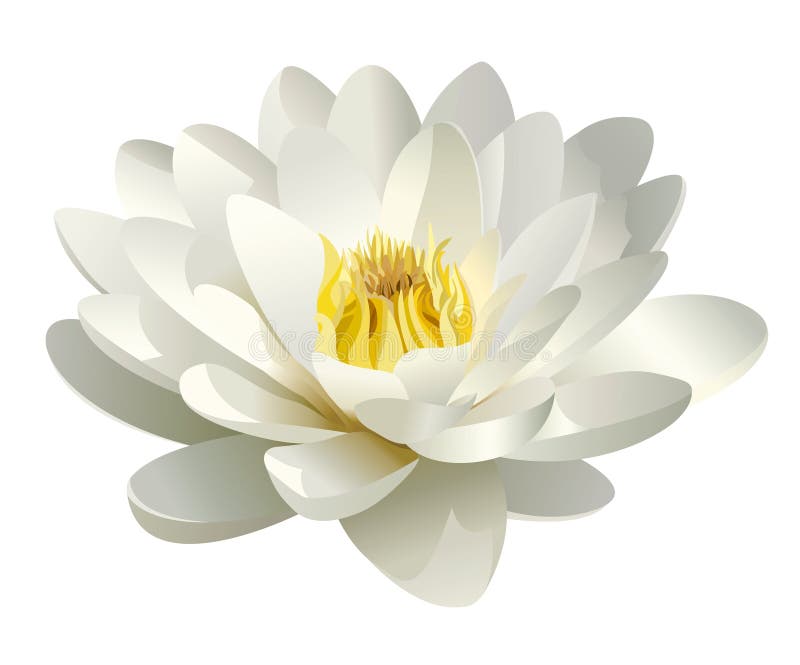 Realistic White Water Lily Vector Stock Vector - Illustration of beauty ...
