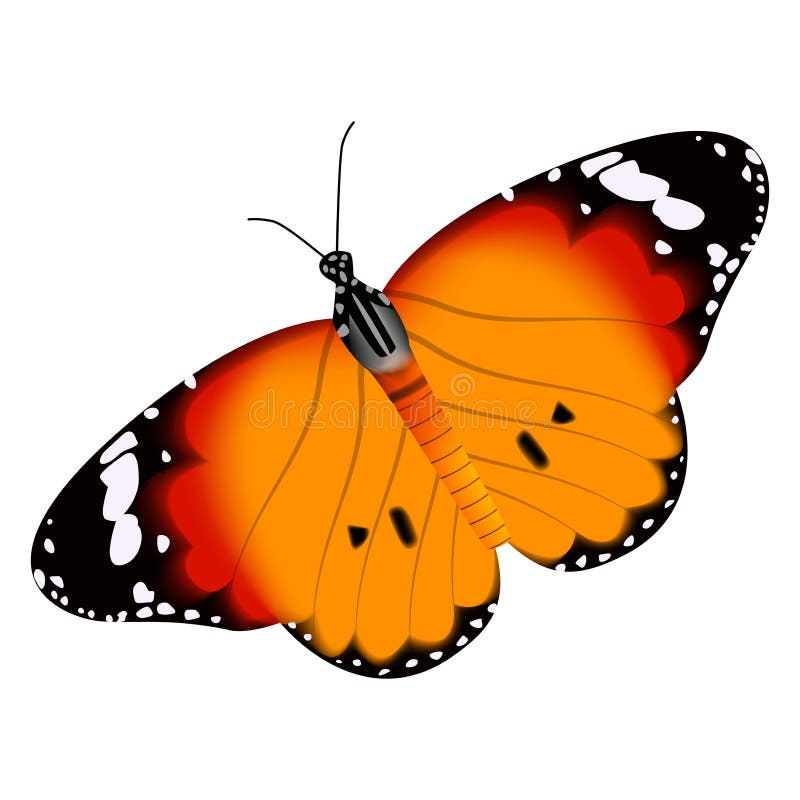 Realistic Butterfly Pattern. Seamless Vector Illustration of ... Realistic Butterfly Pattern. Seamless Vector Illustration of ...