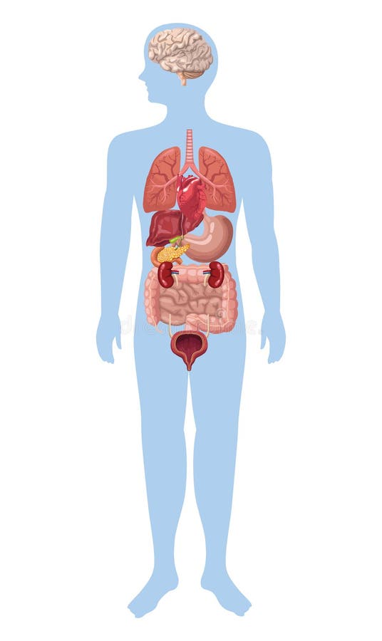 Realistics organs in body stock vector. Illustration of system - 244566624