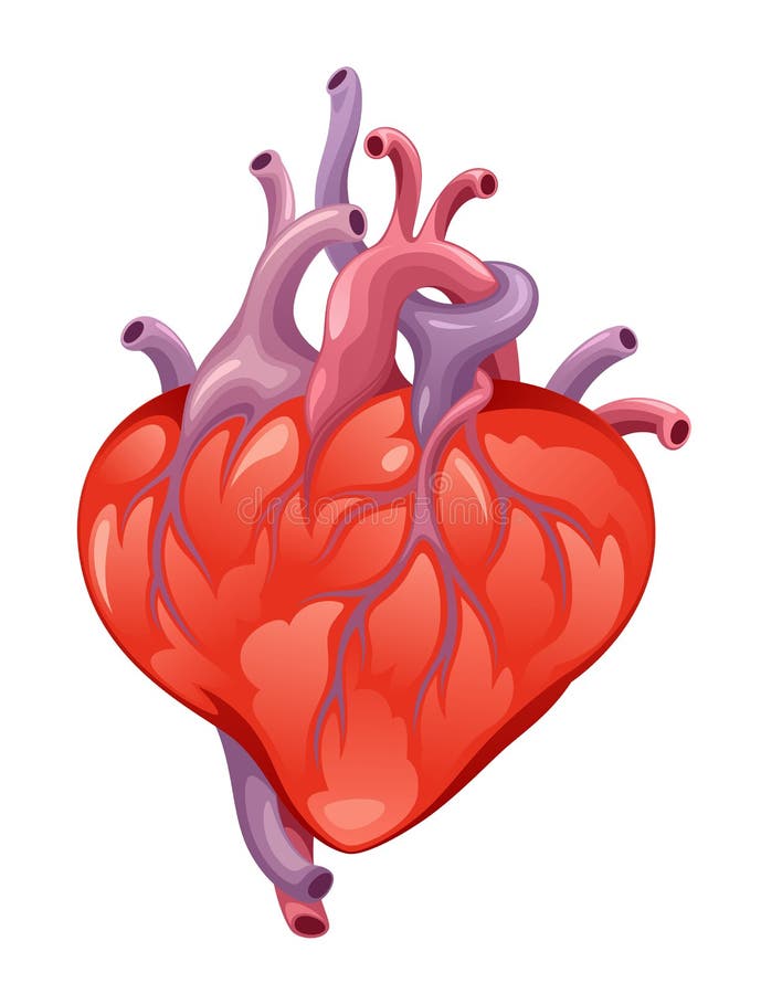 Realistisch Ontwerp Van Anatomische Beelden Van Het Hart Vectorontwerp ...