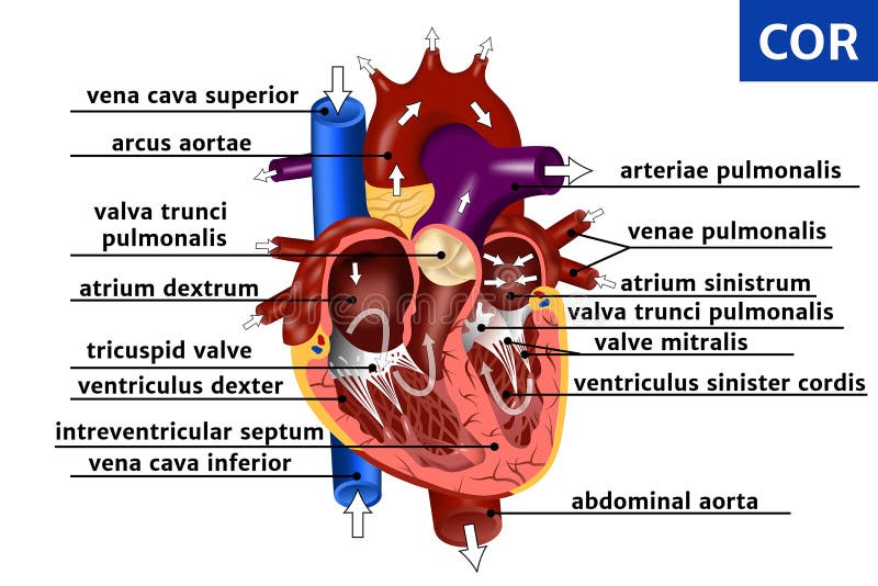 Realistische Anatomie Van Het Hart. Vector Illustratie - Illustration ... Realistische Anatomie Van Het Hart. Vector Illustratie - Illustration ...