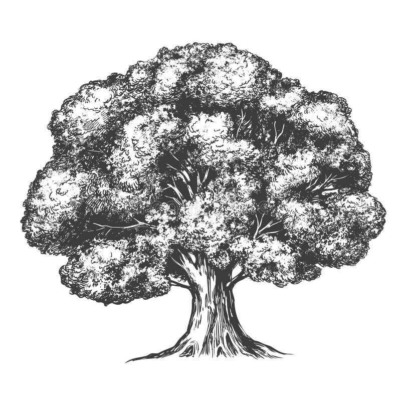 Realistische Schets Van De Boom De Hand Getrokken Vectorillustratie ...