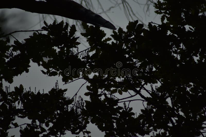 Oak Realm Apartments Stock Photos - Free & Royalty-Free Stock Photos ...