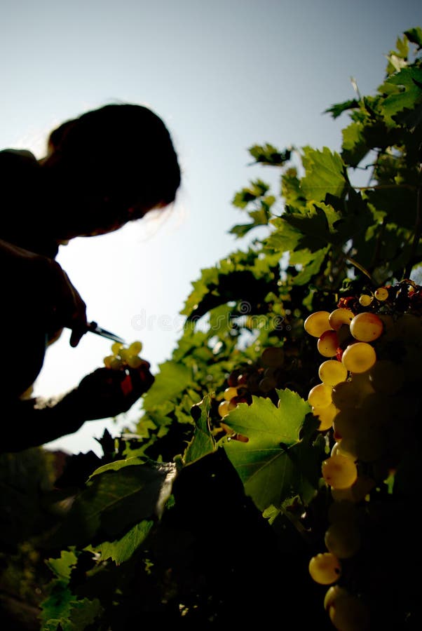 Reap the harvest stock photo. Image of agriculture, season - 13079338