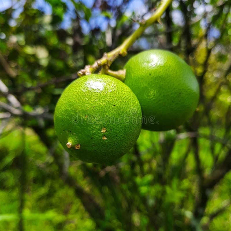 Reap Lime Fruits on Its Tree Stock Photo - Image of shrub, berry: 272604942