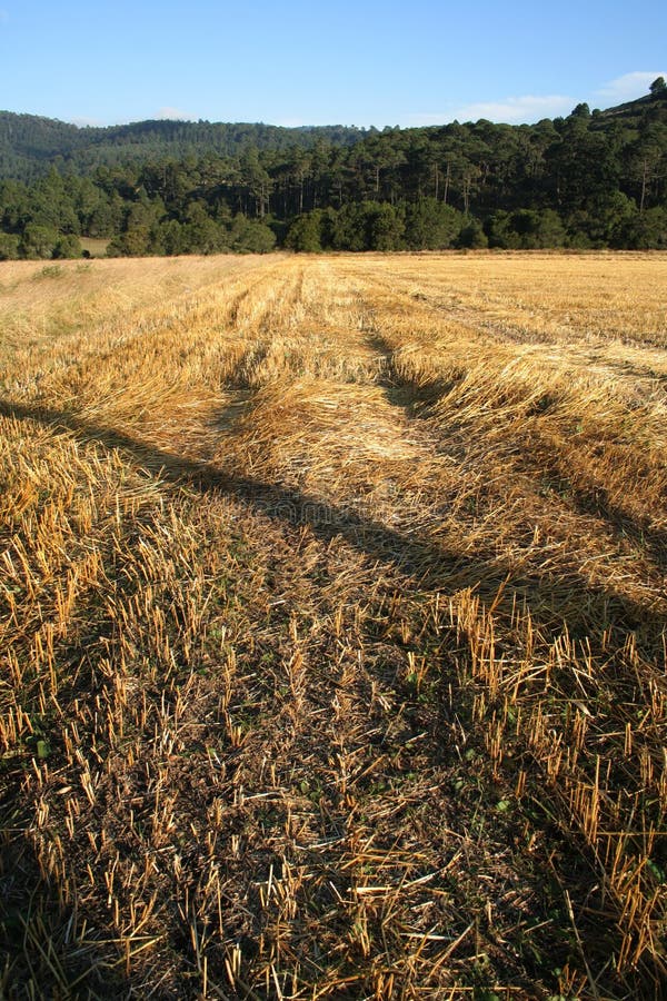Reaped field stock image. Image of ripe, barley, garner - 1551495