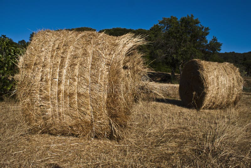 Reaped hay stock image. Image of nature, couple, reaping - 25792083