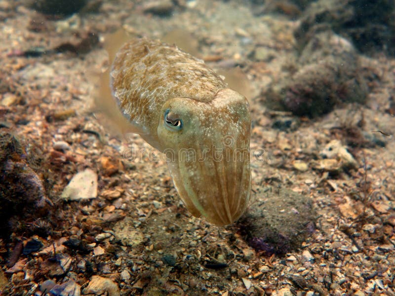 Reaper Cuttlefish Stock Photos - Free & Royalty-Free Stock Photos from ...