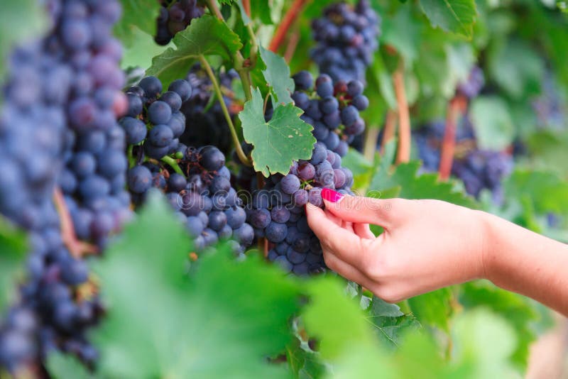 Reaping crop stock photo. Image of crop, autumn, bush - 60299036