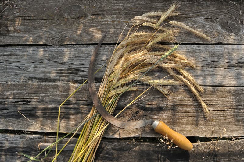 Reaping hook and harvest stock photo. Image of food - 206500594