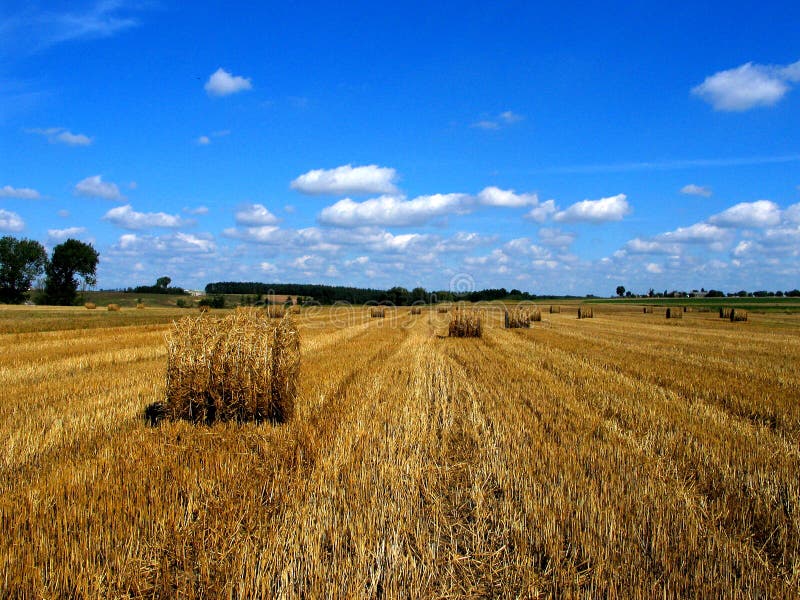 Reaping time. stock image. Image of august, corn, harvest - 69437