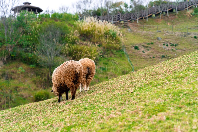 Brown Sheep in Farm, Rear or Back View Stock Image - Image of brown ...