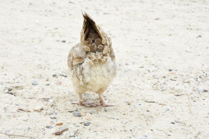 Rear End of a Hen Chicken on a Free Range Stock Image - Image of rear ...