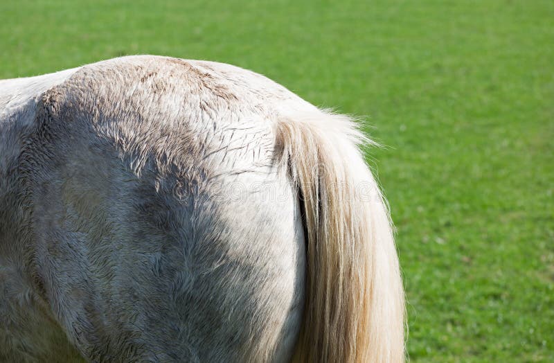 Rear end of a horse stock image. Image of hind, equestrian - 89946215