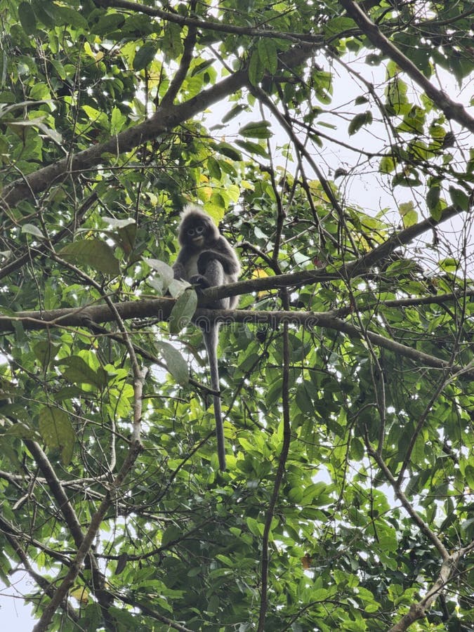 Rear Monkey in Bangladesh stock photo. Image of animal - 337722624