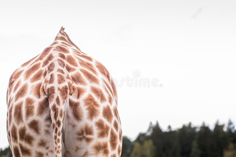 157 Giraffe Rear Stock Photos - Free & Royalty-Free Stock Photos from ...