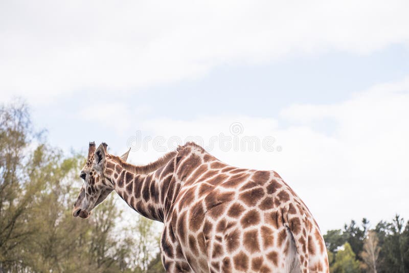 157 Giraffe Rear Stock Photos - Free & Royalty-Free Stock Photos from ...