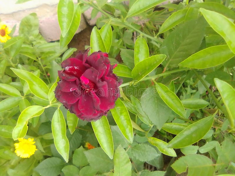 Rear Red Rose stock image. Image of redflower, caste - 215341555