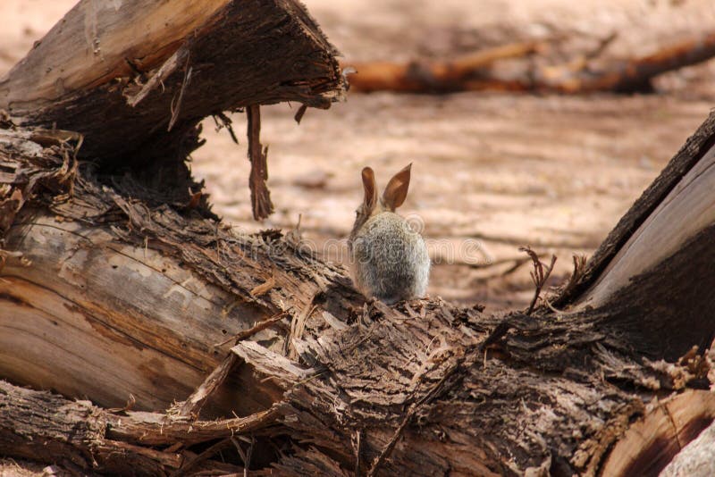 Rear Shot of a Cottontail Rabbit Sitting on a Fallen Big Tree Trunk ...