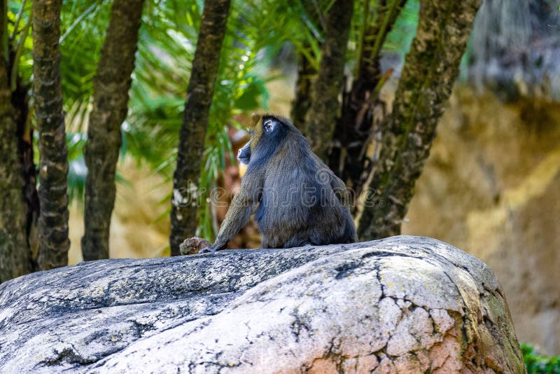 Rear Shot of a Monkey Sitting on Huge Stone in a Zoo Stock Image ...