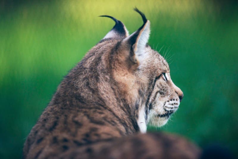 Rear Side View of Eurasian Lynx in a Meadow. Stock Photo - Image of ...