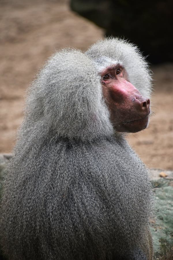 Baboon male stock photo. Image of male, gambia, dangerous - 66224076