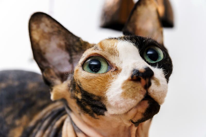 Rear sphinx cat portrait stock photo. Image of funny - 34617906