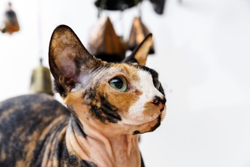 Rear sphinx cat portrait stock photo. Image of funny - 34617906