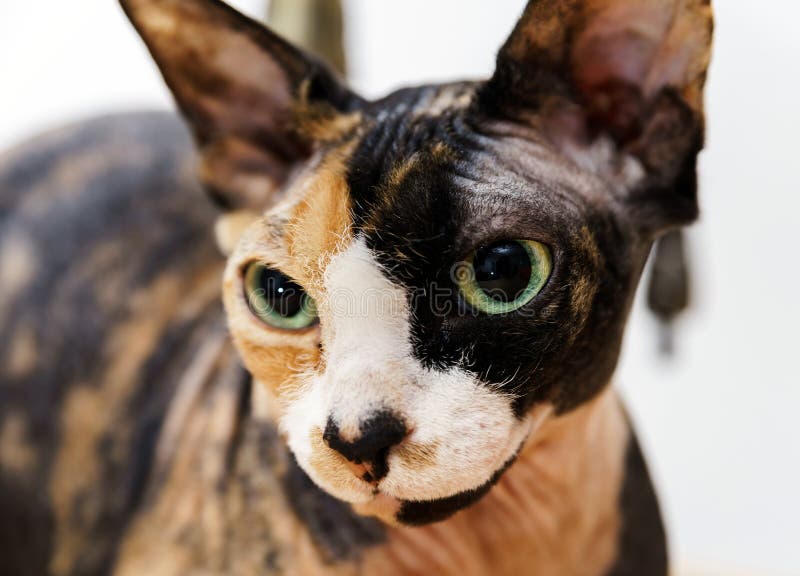 Rear Sphinx Cat with Different Colors Skin Stock Image - Image of ...