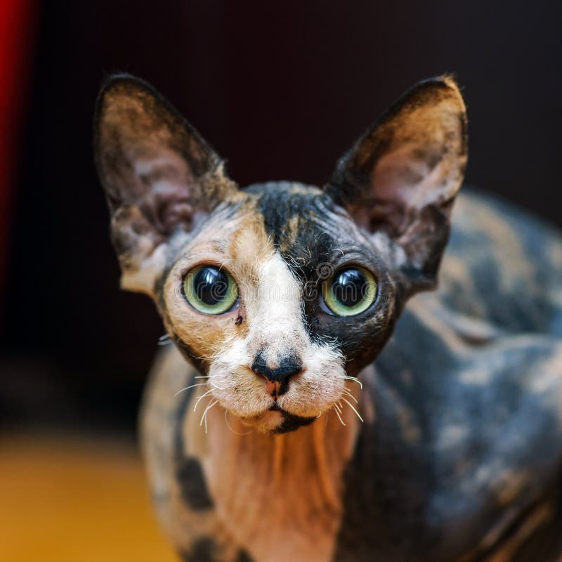 Rear sphinx cat portrait stock image. Image of skin, animals - 34617879