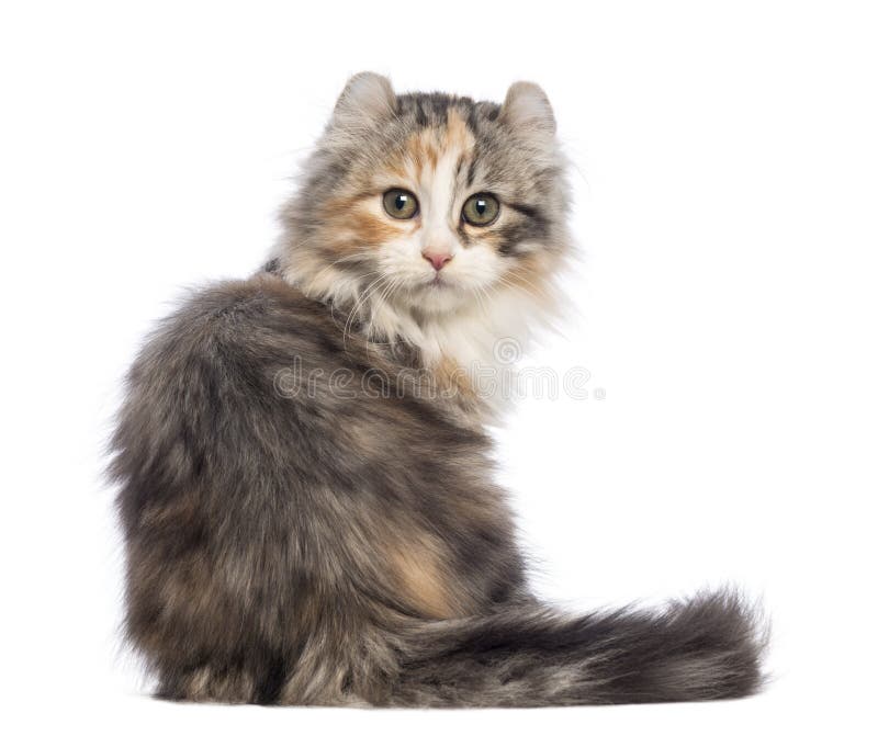 408 Rear View Cat Sitting Stock Photos - Free & Royalty-Free Stock ...