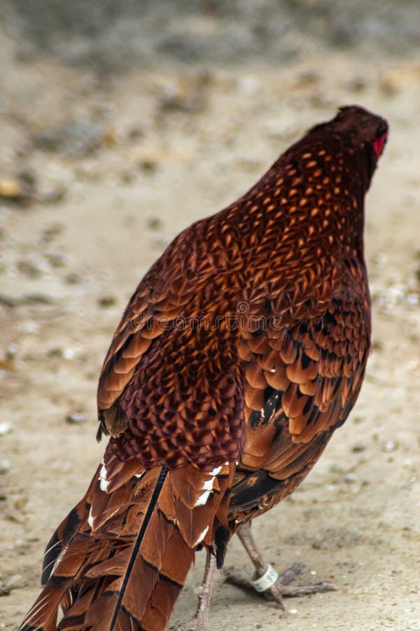 Rear View of a Beautifully Feathered Pheasant Standing on Sandy Ground ...