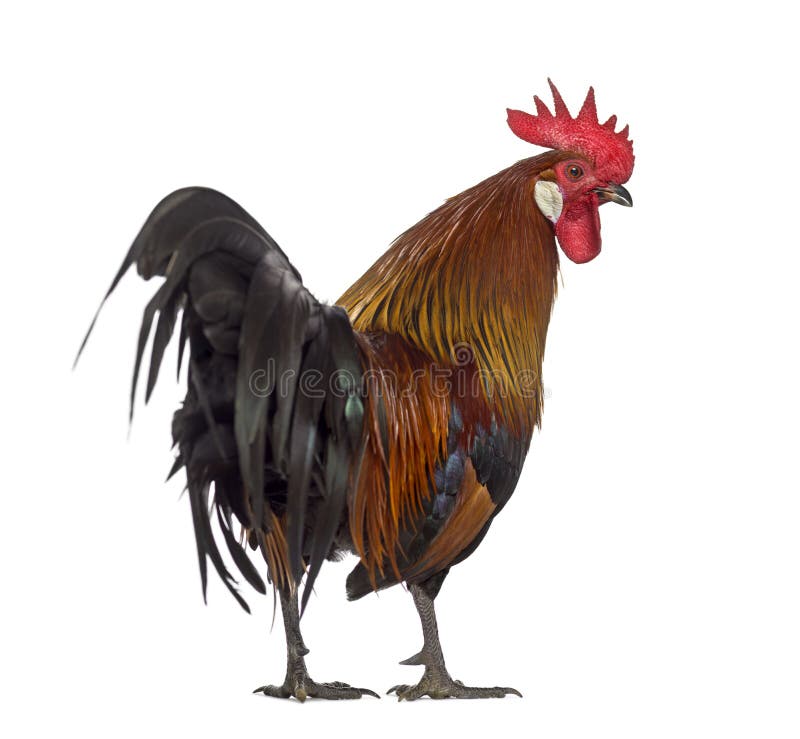 Rear View of a Belgian Rooster Stock Image - Image of shot, back: 77487401