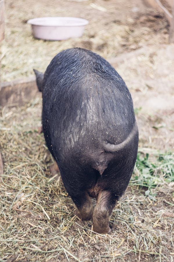 269 Rear Pig Stock Photos - Free & Royalty-Free Stock Photos from ...