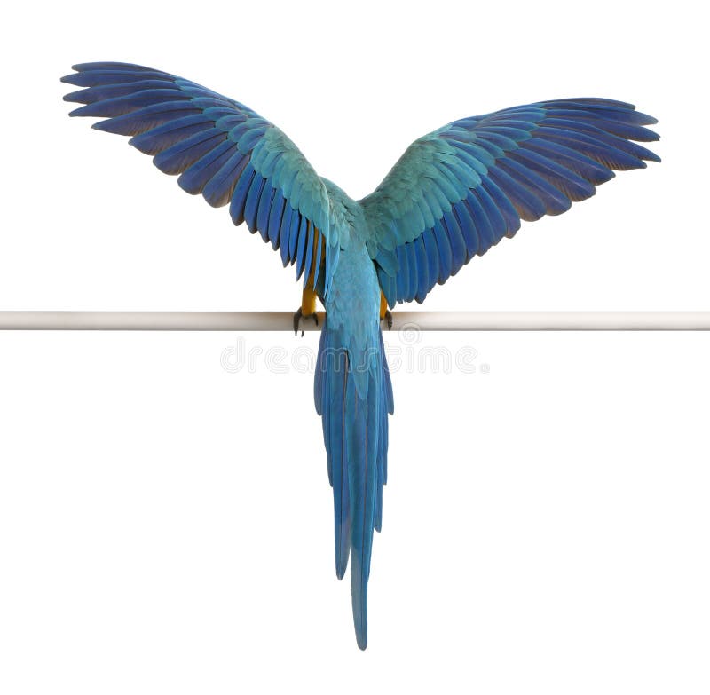 Rear View of Blue and Yellow Macaw, Ara Ararauna Stock Image - Image of ...