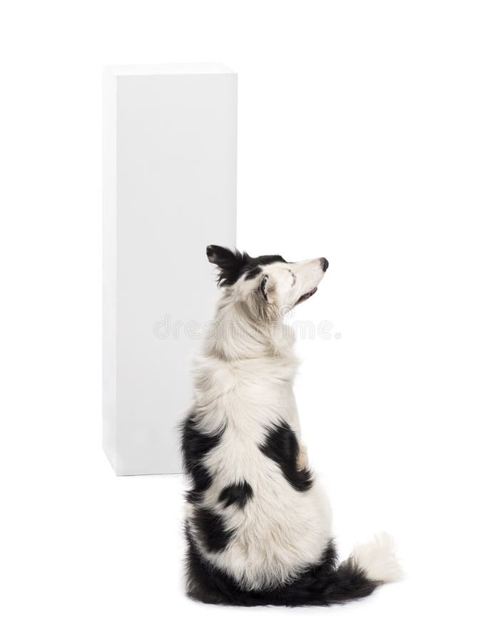 Rear View of a Border Collie Sitting Stock Image - Image of purebred ...