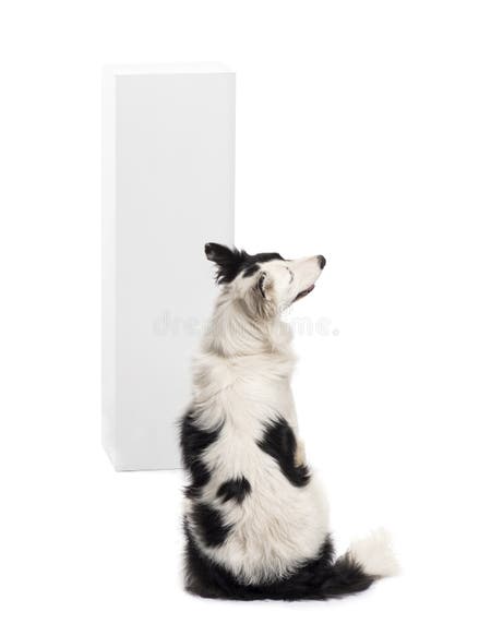 Rear View of a Border Collie Sitting Stock Image - Image of purebred ...