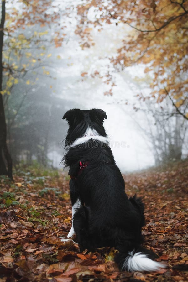 Rear View of Border Collie Sitting Grass in the Forest Stock Photo ...