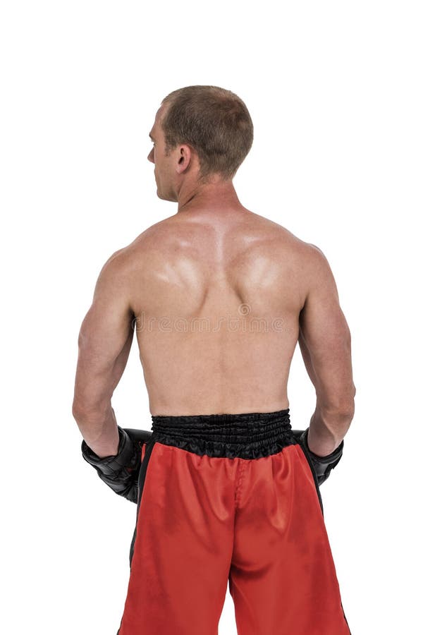 Rear View of Boxer Standing Stock Photo - Image of closeup, fitness ...