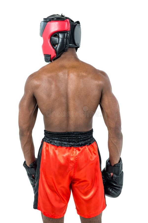 Rear View of Boxer Standing Stock Image - Image of muscular, length ...